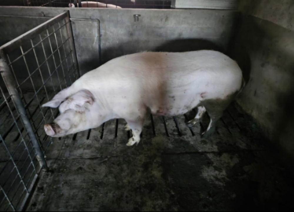 Krmaca krmace tovljenici klanje - Svinje - OLX.ba