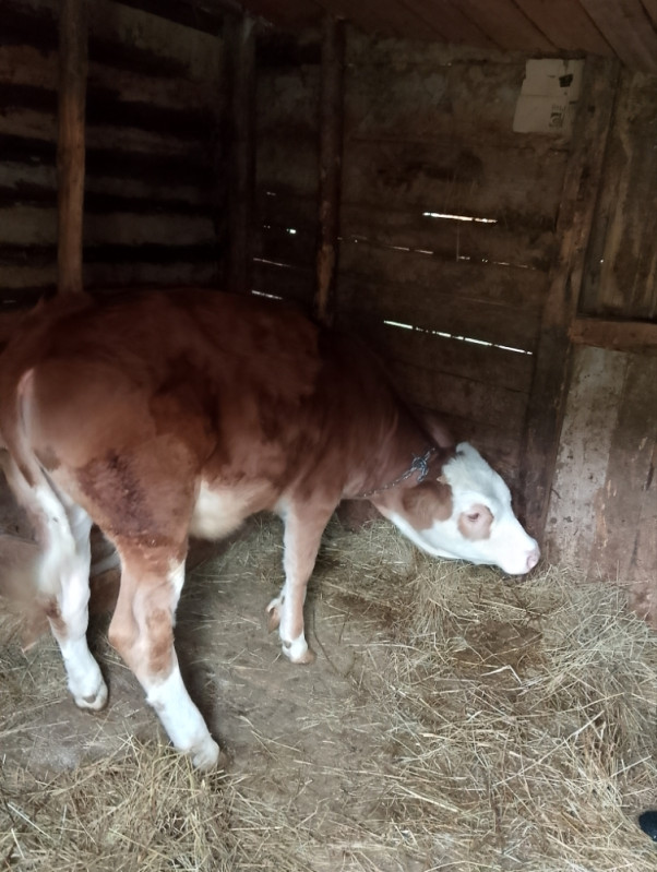 Junica simental - Krave - OLX.ba