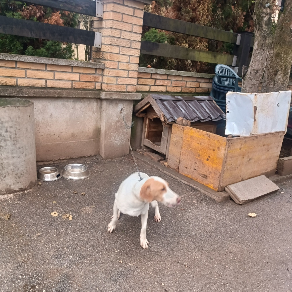 POKLANJAM Istarski kratkodlaki gonič ISTRIJANER - Poklanjam (darujem ...