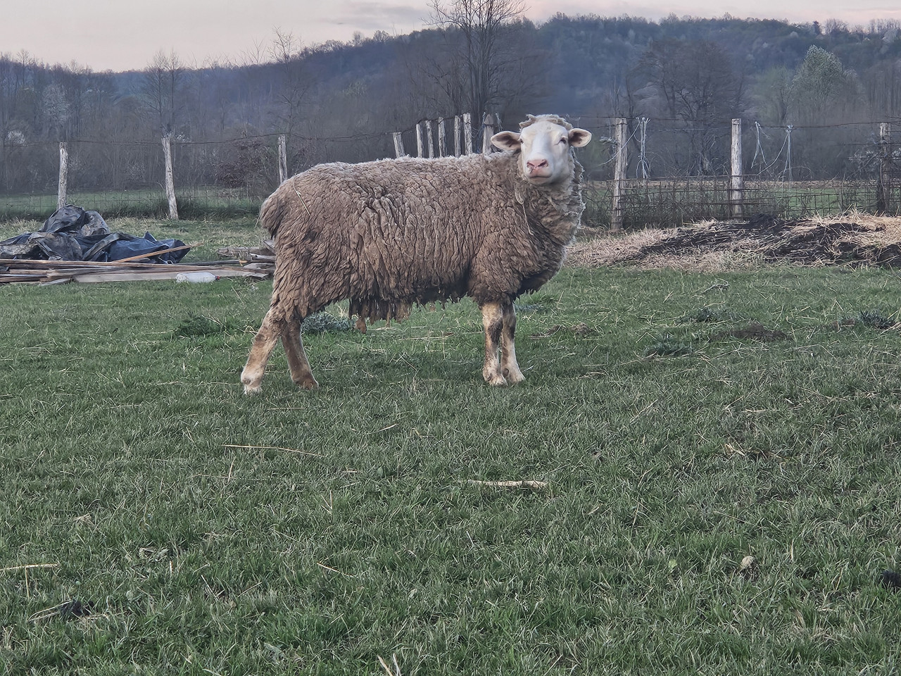 Ile de france idf ovca - Ovce - OLX.ba