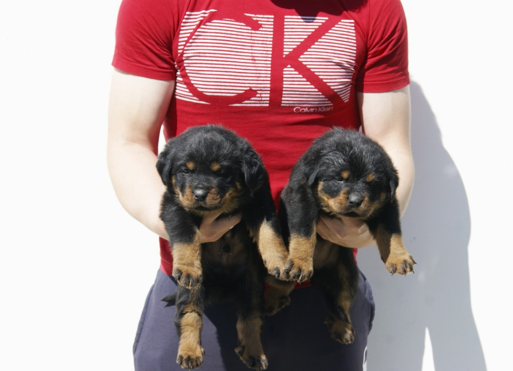 Štenad rotvajler rottweiler - Psi i Štenad - OLX.ba