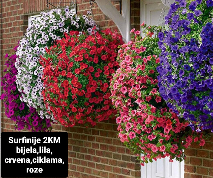 CVIJEĆE SURFINIJE, MILION BELS - Biljke i cvijeće - OLX.ba