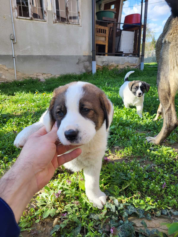 Poklanjam stenad - Poklanjam (darujem) - OLX.ba