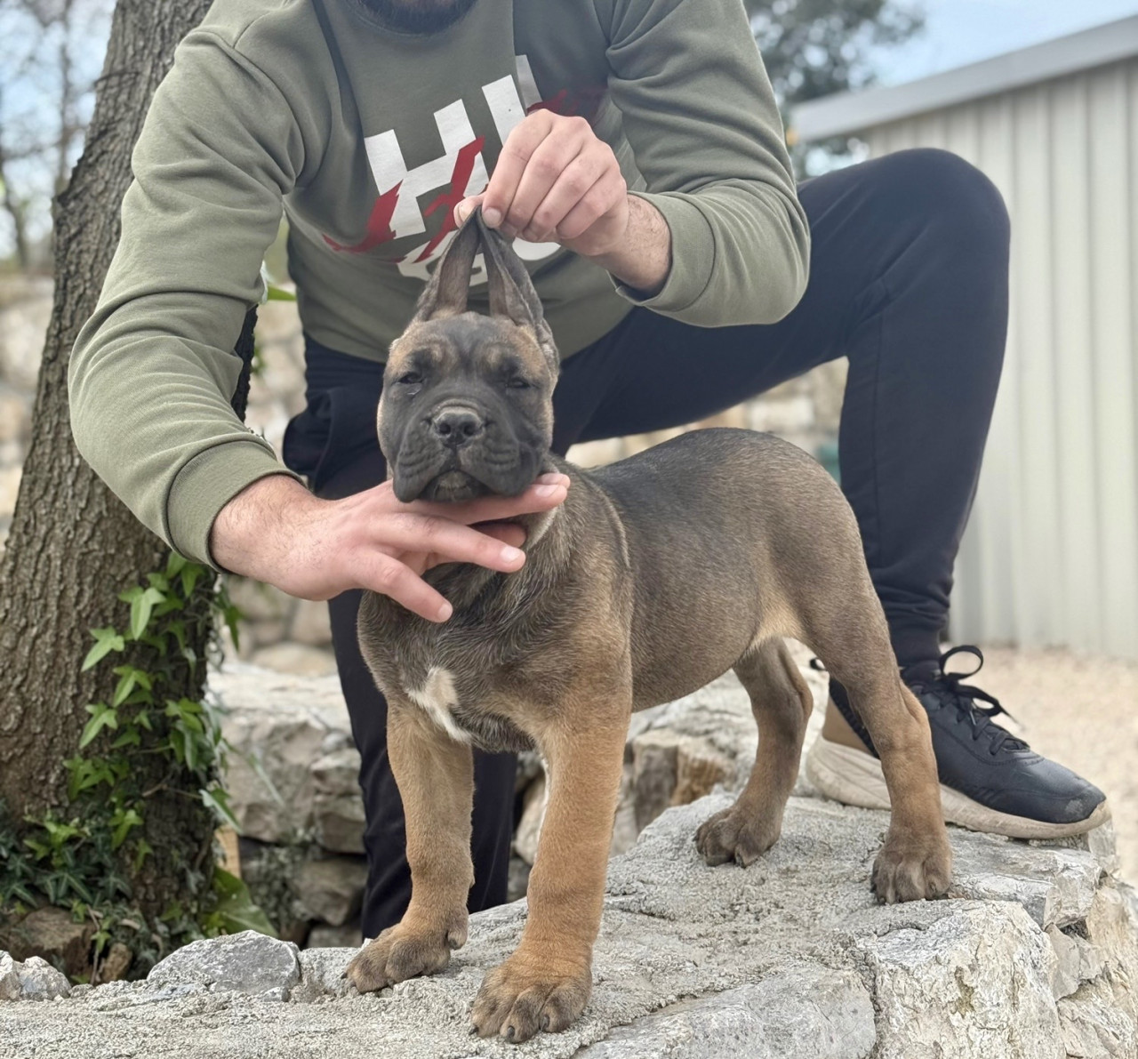 Psi Cane Corso - Psi i Štenad - OLX.ba