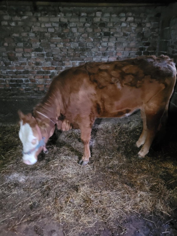 Junica Simentalac - Krave - OLX.ba