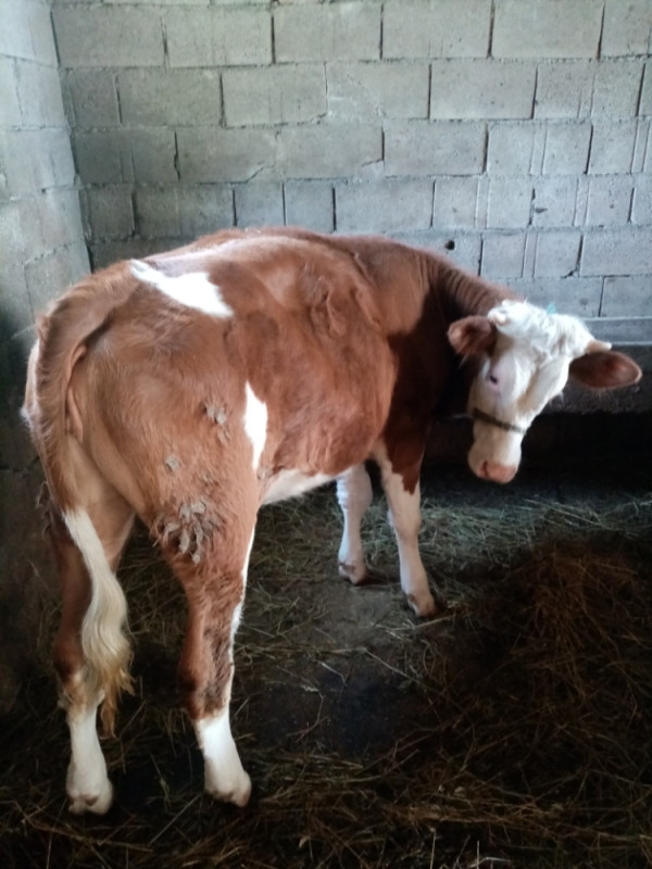 Dvije junice - Krave - OLX.ba