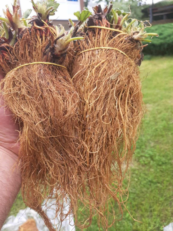 Prodaja sadnice jagode FRIGO orginal RAĐAJU 45 DANA NAKON SADNJE ...