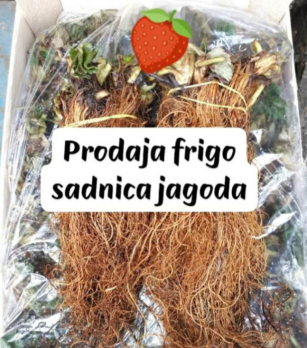 Prodaja sadnice jagode FRIGO orginal RAĐAJU 45 DANA NAKON SADNJE ...