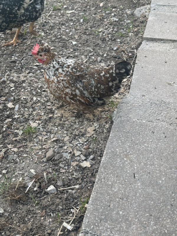 Kokoske par - Kokoške - OLX.ba