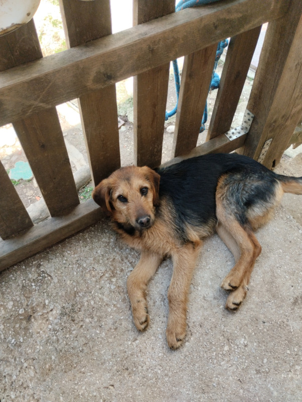 Poklanjam pse( hitno molim vas imam rok od mjesec ili ce ih uzeti ...