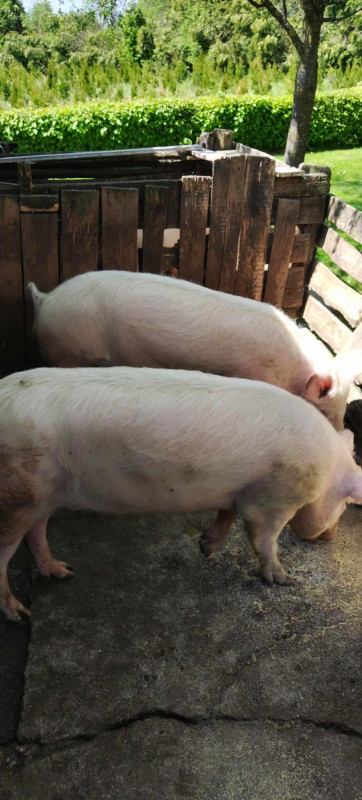 Domaca svinja,tovljenici.ranjenici - Svinje - OLX.ba