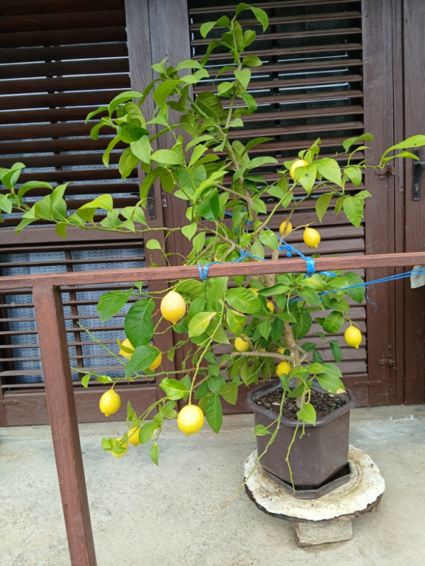 Stablo limun - Biljke i cvijeće - OLX.ba