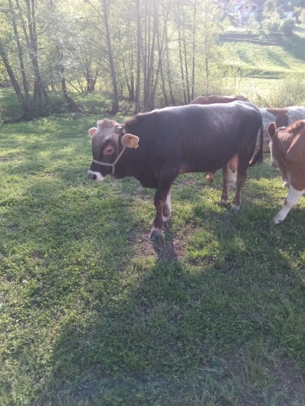 Junac junice - Krave - OLX.ba