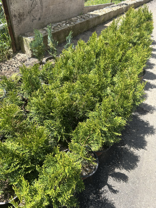 Čempresi - tuje - Sadnice - OLX.ba