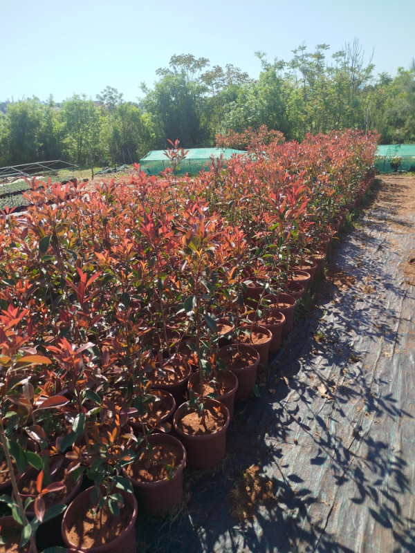 Fotinija red robin - Sadnice - OLX.ba