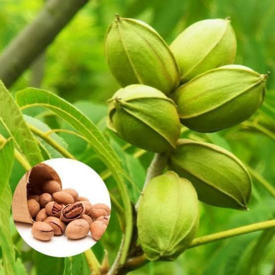 Pekan Orah sadnice 50 cm - Sadnice - OLX.ba