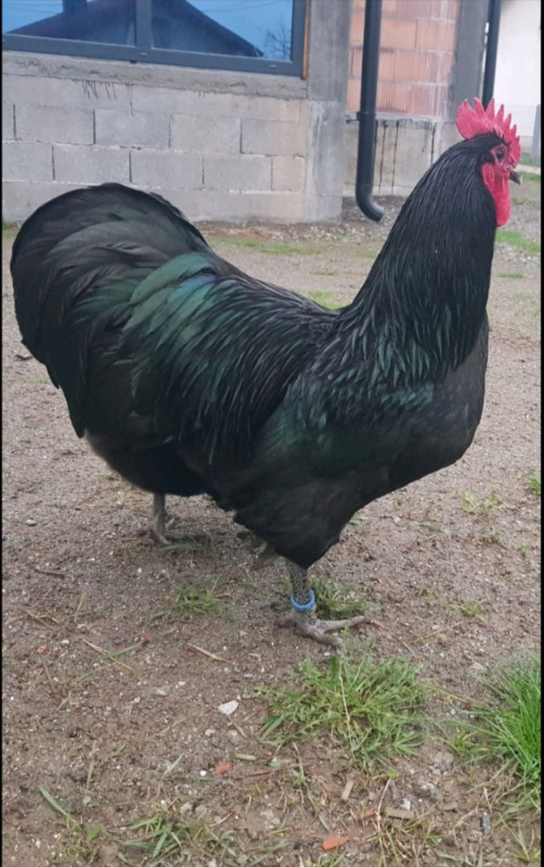 Kokoske Australorp - Kokoške - OLX.ba