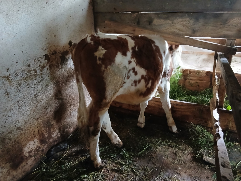 Junica simental 14 mjeseci - Krave - OLX.ba