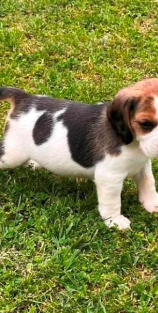 Bigl štenci - Psi i Štenad - OLX.ba