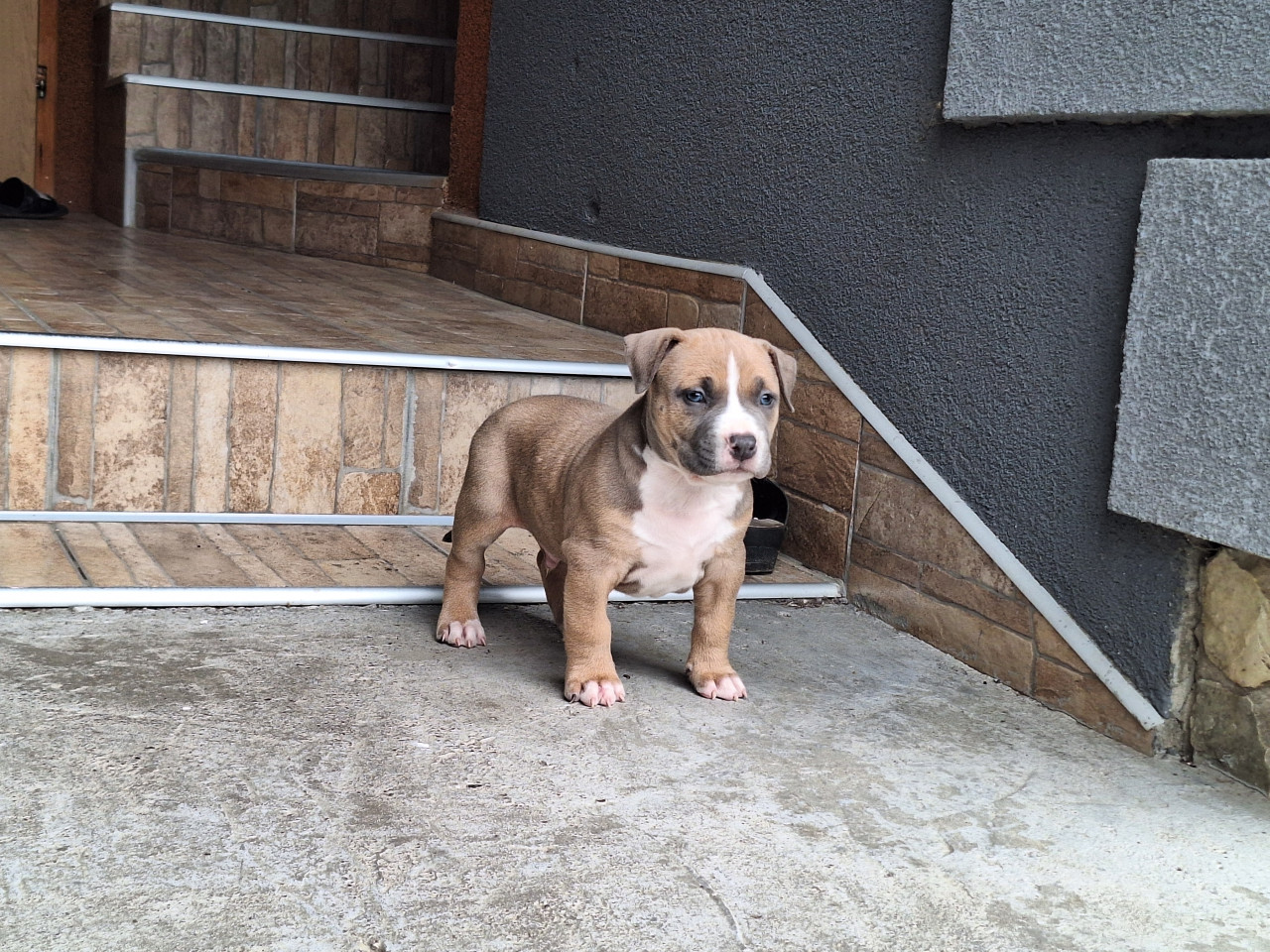 Americki Staford - Psi i Štenad - OLX.ba