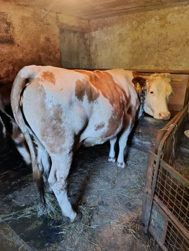 Junica simentalka - Krave - OLX.ba