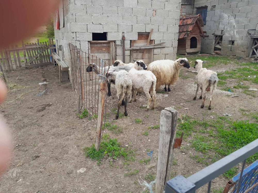 Ovce ovca - Ovce - OLX.ba