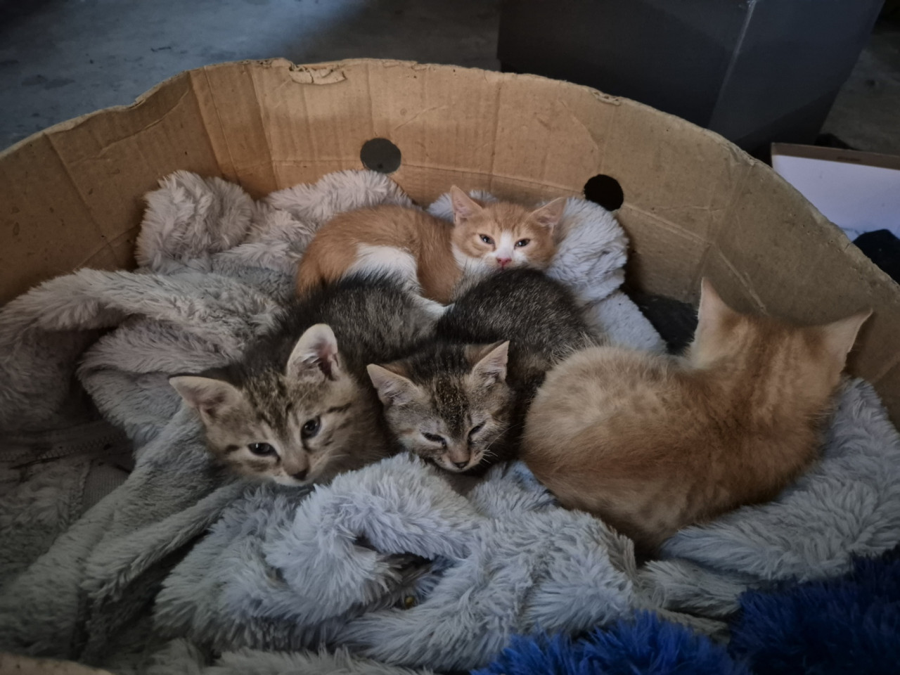 Poklanjam mačiće - Poklanjam (darujem) - OLX.ba