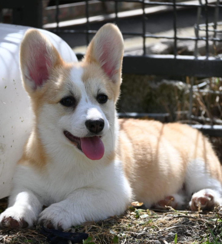 Velski korgi/Welsh Corgi Pembroke - Psi i Štenad - OLX.ba