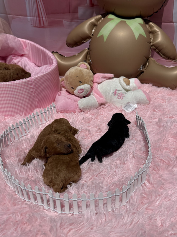 Toy pudla stenad ODGAJIVAČNICA PASA - Psi i Štenad - OLX.ba