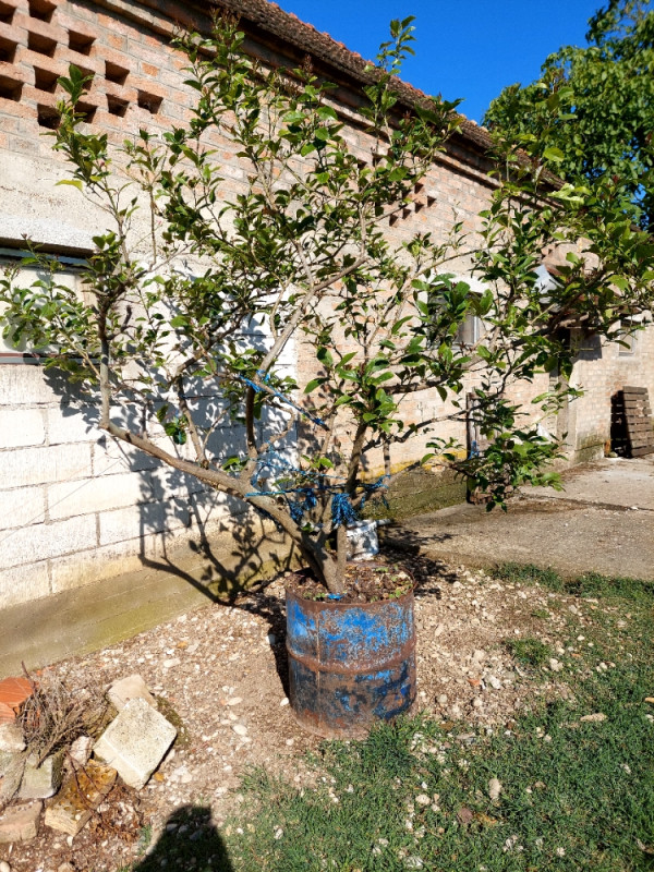 Limun stablo - Sadnice - OLX.ba