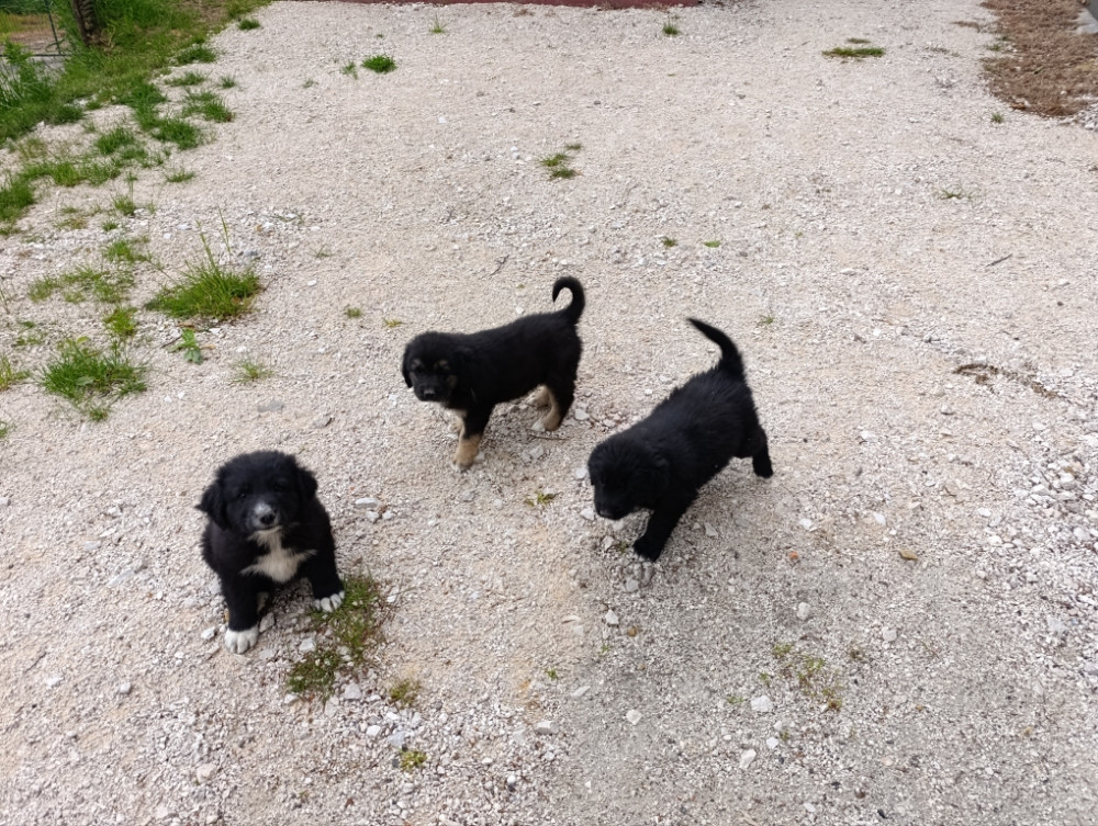 Poklanjam pse Tornjake - Poklanjam (darujem) - OLX.ba