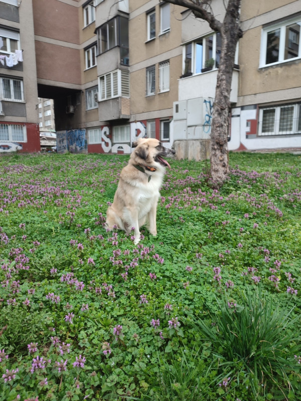 Razmišljaš o psu? Najam iznajmljivanje pasa/pas/psa/stene - Ostalo - OLX.ba