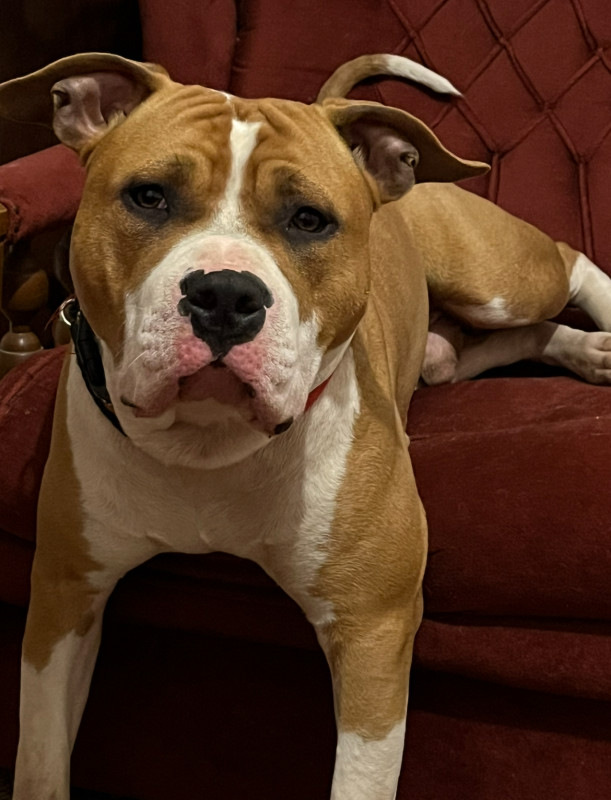 Americki staford - Psi za parenje - OLX.ba