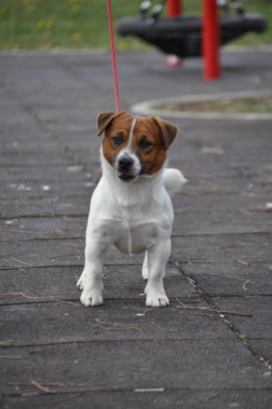 Jack Russell stenadi dzek rasel - Psi i Štenad - OLX.ba