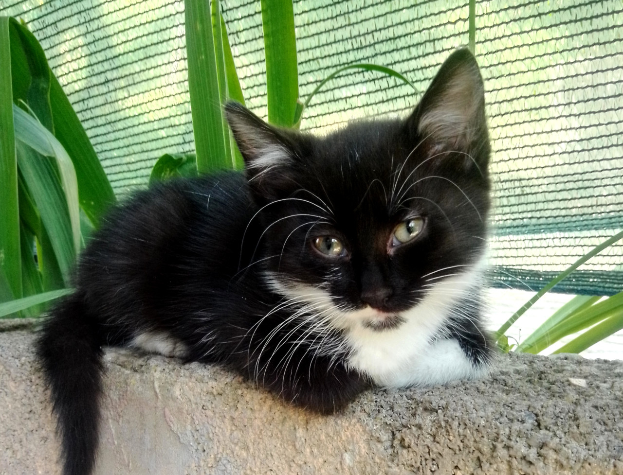 Poklanjam mačiće - Poklanjam (darujem) - OLX.ba