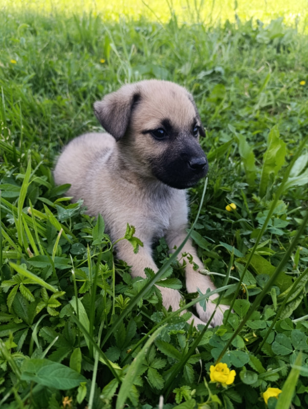 Poklanjam kučiće - Poklanjam (darujem) - OLX.ba