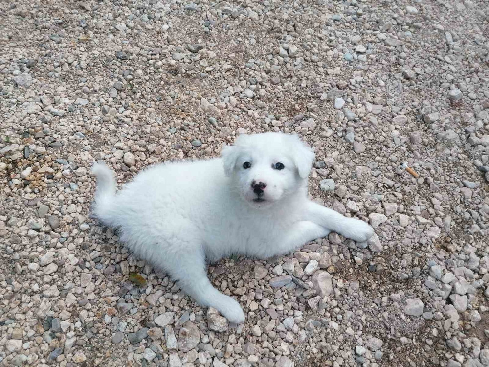 Poklanjam psa - Poklanjam (darujem) - OLX.ba