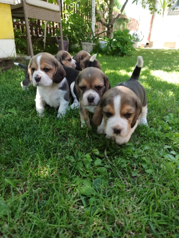 Bigl štene - Psi i Štenad - OLX.ba