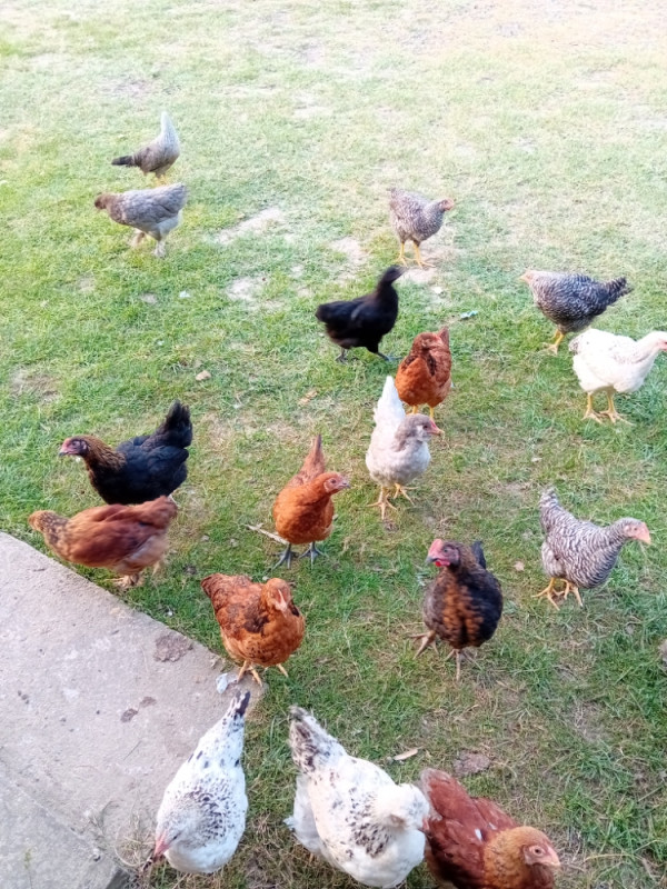 Kokoske mlade - Kokoške - OLX.ba