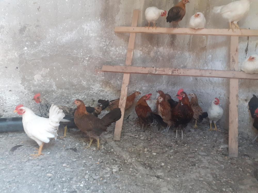 Ukrasne koke - Kokoške - OLX.ba