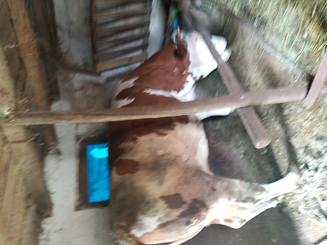 Dvije junice - Krave - OLX.ba