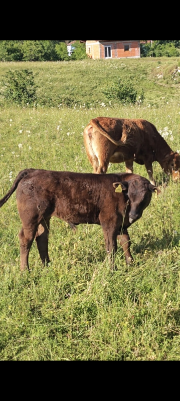 MUŠKA TELAD ANGUS - Krave - OLX.ba