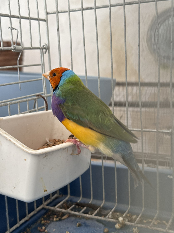 Gould amadina mužjak ptica - Ptice - OLX.ba