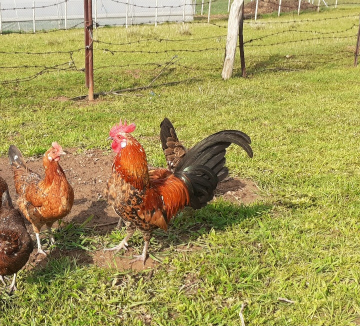 Ukrasne koke - Kokoške - OLX.ba