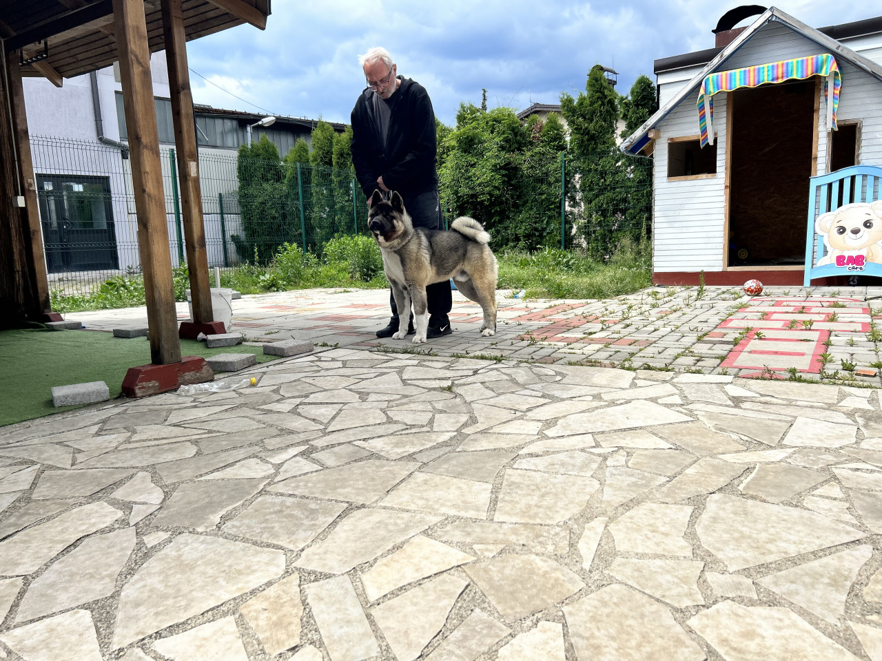 Mužjak Američke Akite parenje - Psi za parenje - OLX.ba