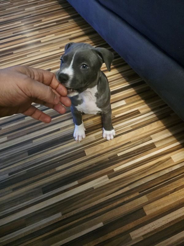 Americki staford - Psi i Štenad - OLX.ba