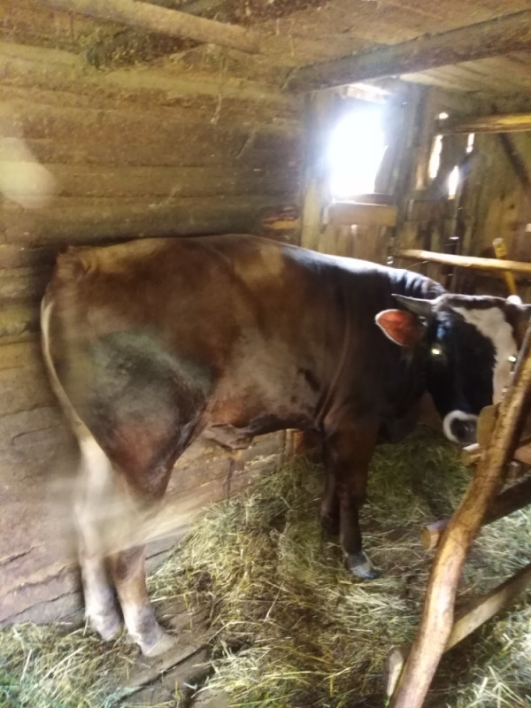 Junac 13 mjeseci - Krave - OLX.ba