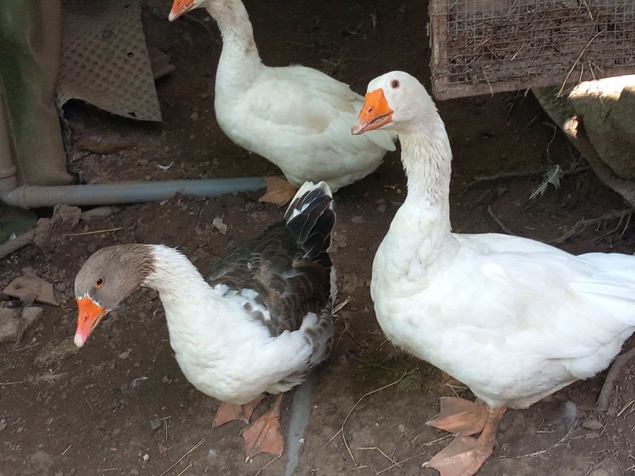 Domace guske - Guske - OLX.ba