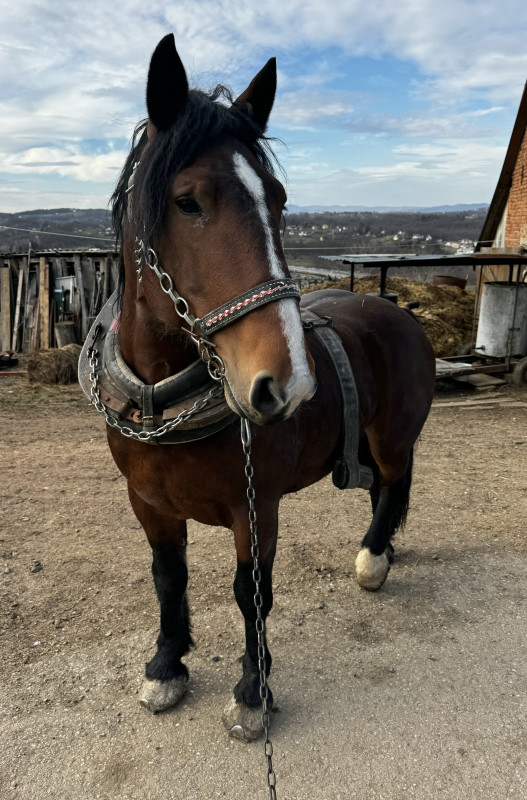 konj dorat - Konji - OLX.ba