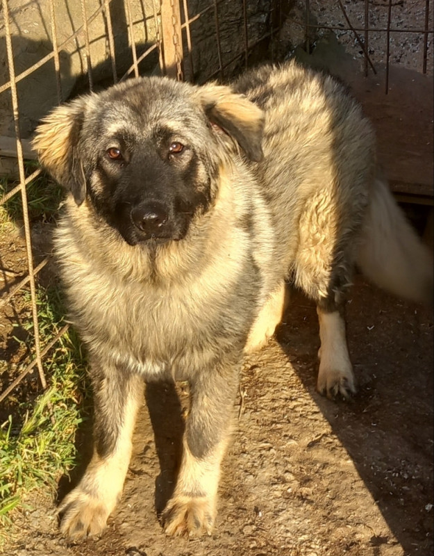 Poklanjam štene ženka šarplaninac - Poklanjam (darujem) - OLX.ba